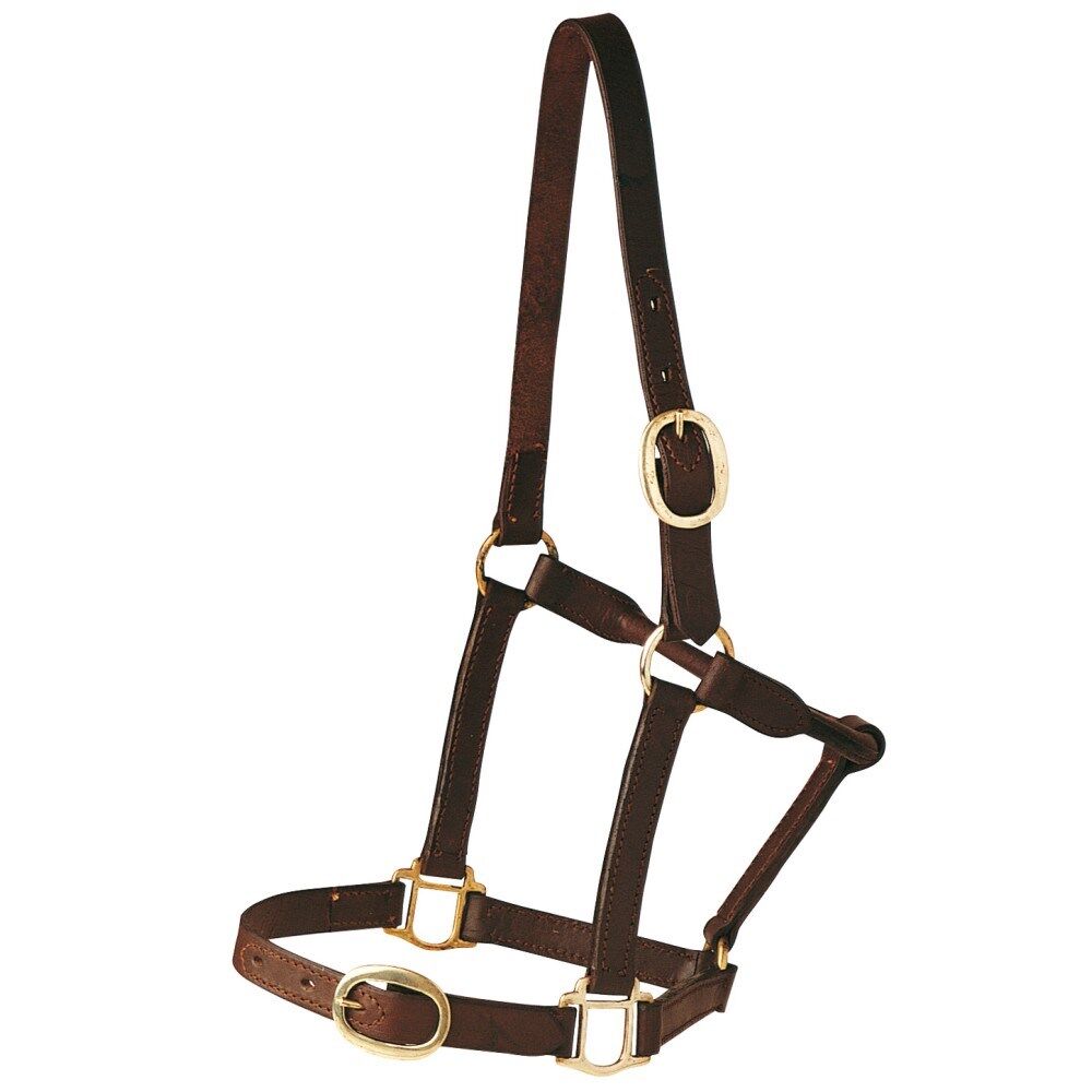 Leather Single Ply Halter | Horses Warehouse